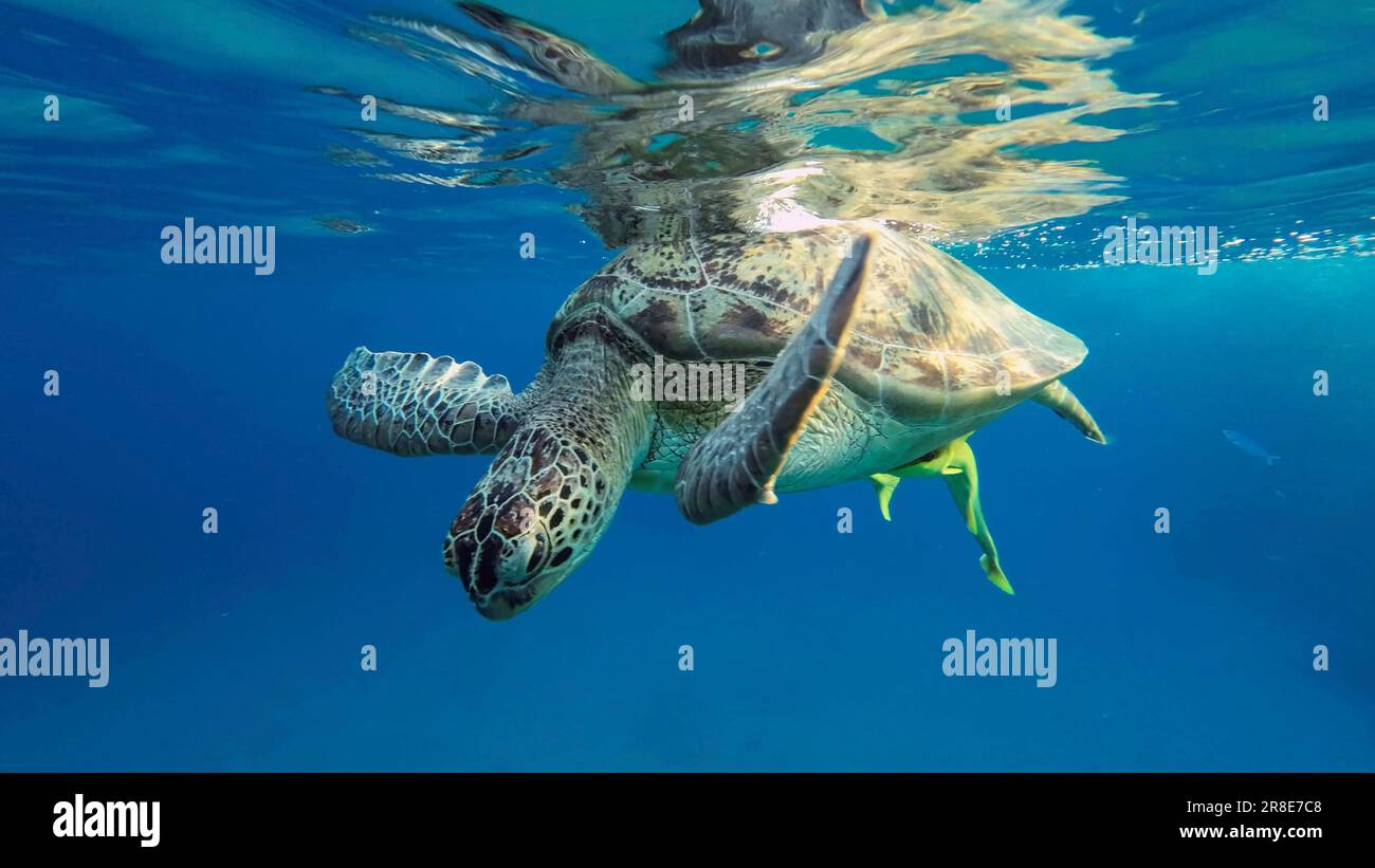 Sea turtle lies under surface hi-res stock photography and images - Alamy