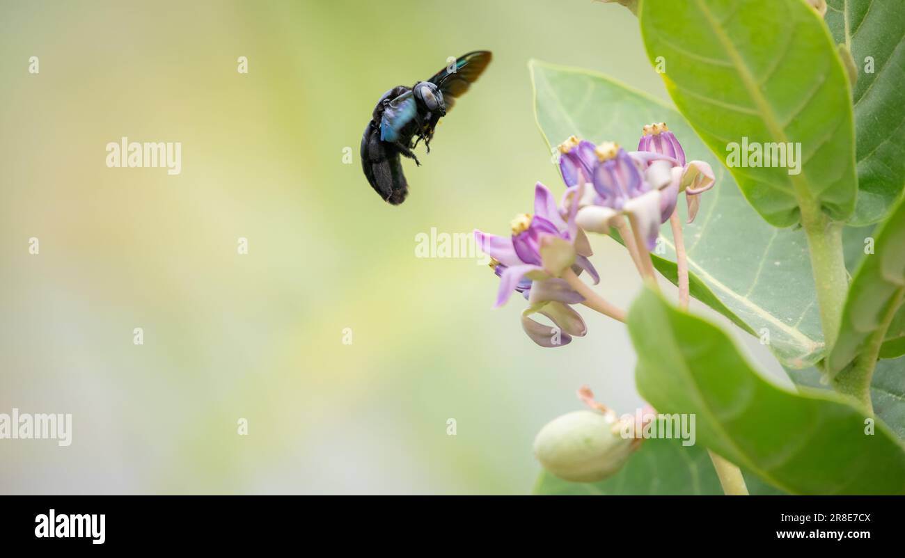 Wara mal hi-res stock photography and images - Alamy