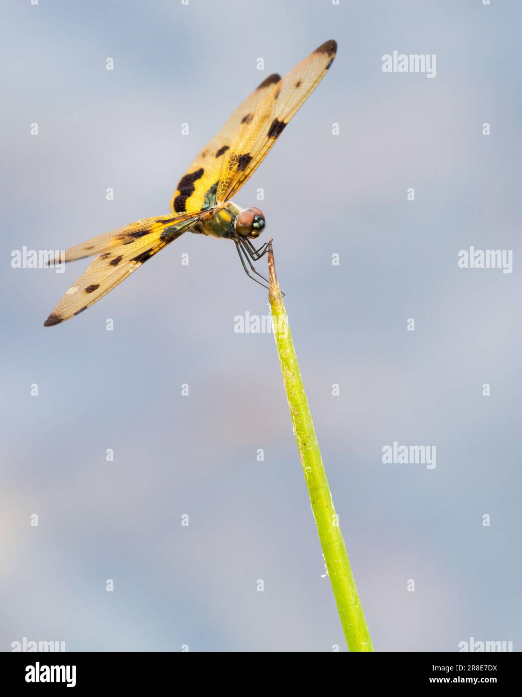 Rhyothemis variegata hi-res stock photography and images - Alamy
