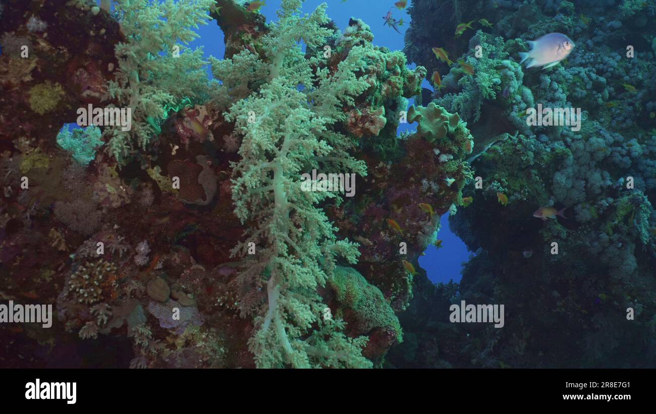 Beautiful coral reef in rays of the morning. Colorful tropical fish ...