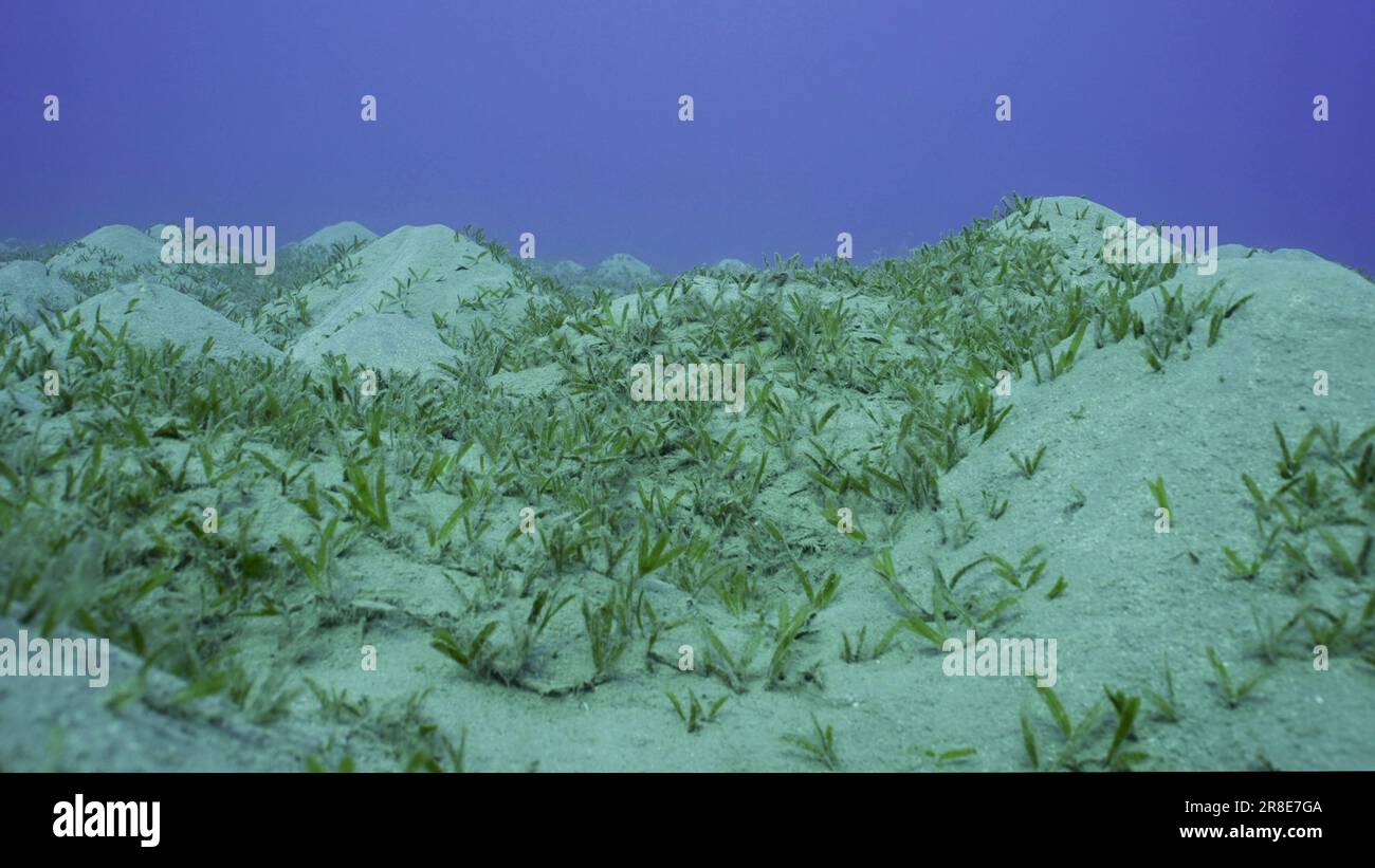 Seagrass bed on hilly sand bottom. Seabed sandy hills covered with ...