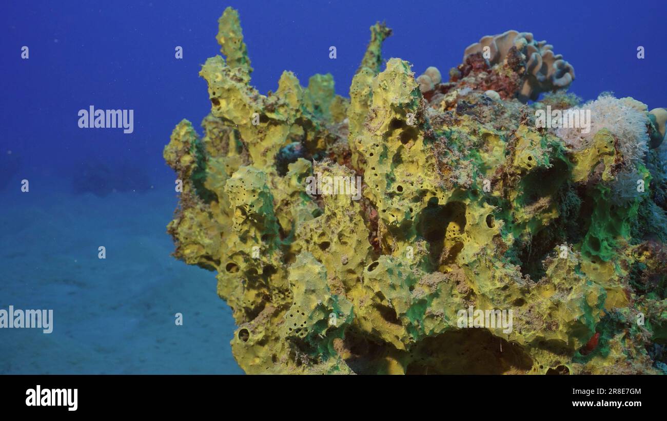 Yellow-green Sponge (Crella cyathophora) on reef in the deep in morning ...