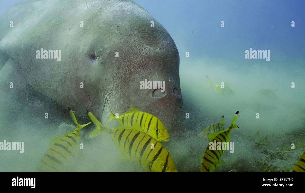 Frontal portrait of Sea Cow or Dugong (Dugong dugon) accompanied by ...