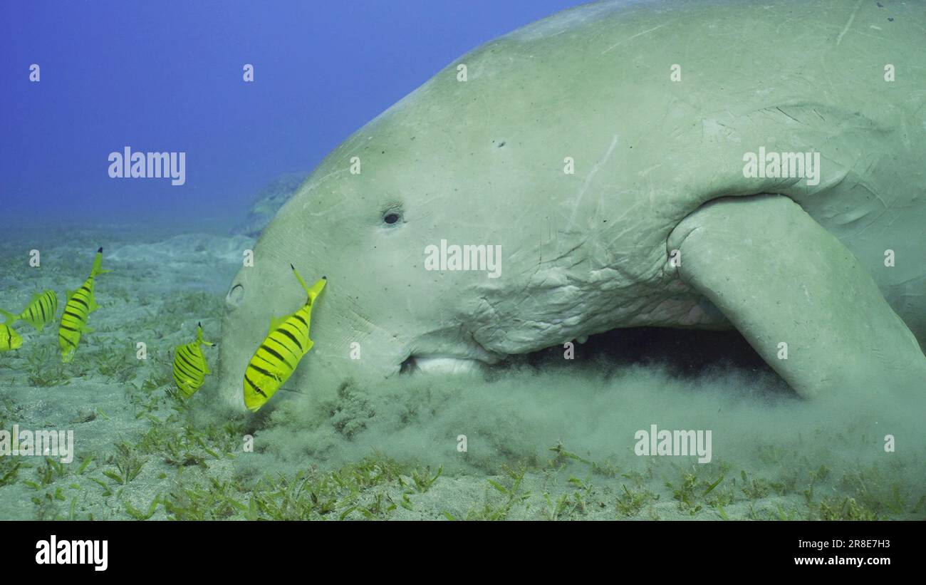 Close up of Sea Cow or Dugong (Dugong dugon) accompanied by school of ...