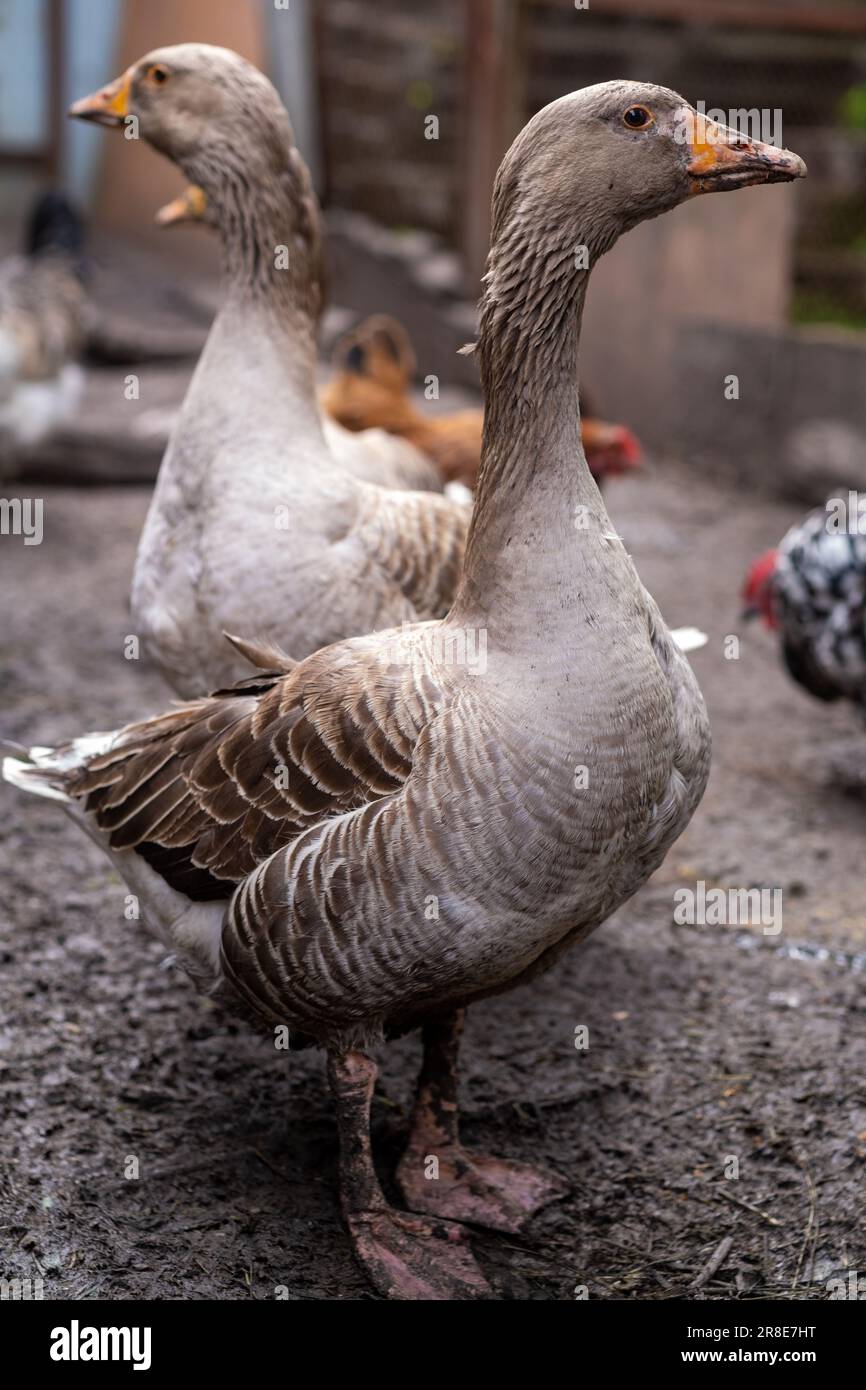 Geese walking on street paddock. Home farm animals Stock Photo - Alamy