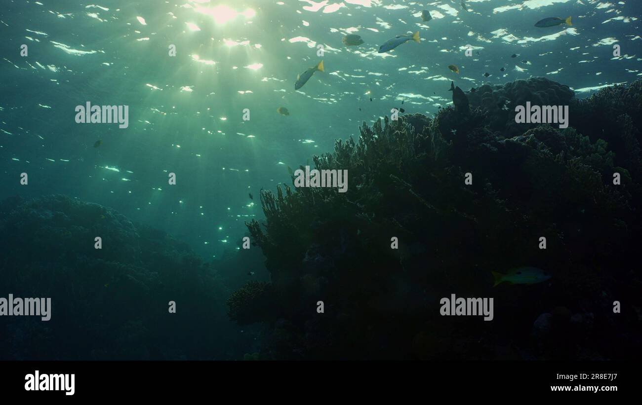Silhouettes of tropical fish swims next to coral reef on surface water ...
