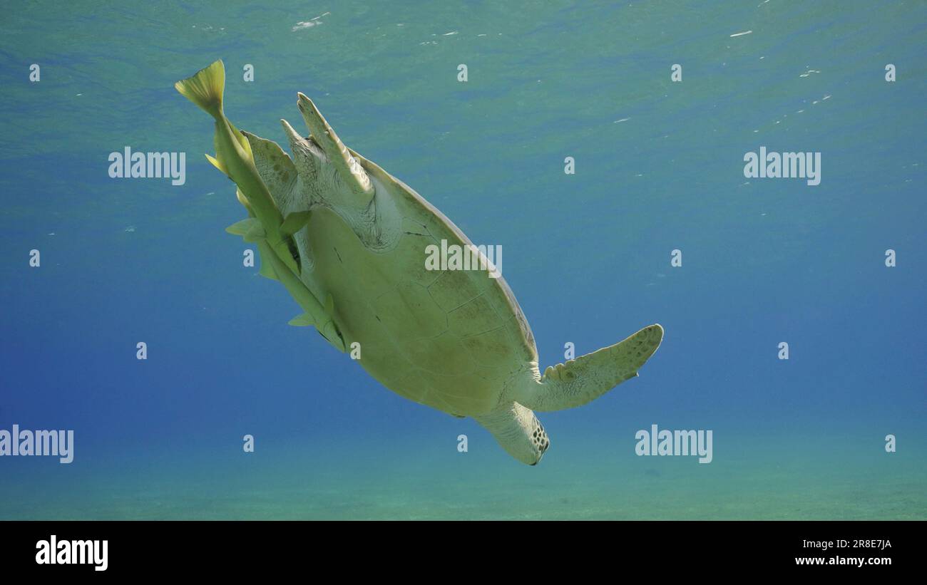 Great Green Sea Turtle (Chelonia mydas) dives down in the blue ocean ...