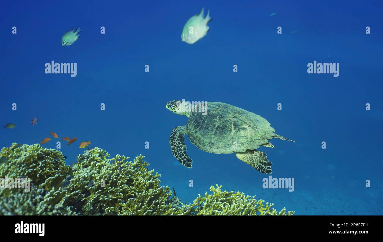 Top view of Hawksbill Sea Turtle or Bissa (Eretmochelys imbricata ...