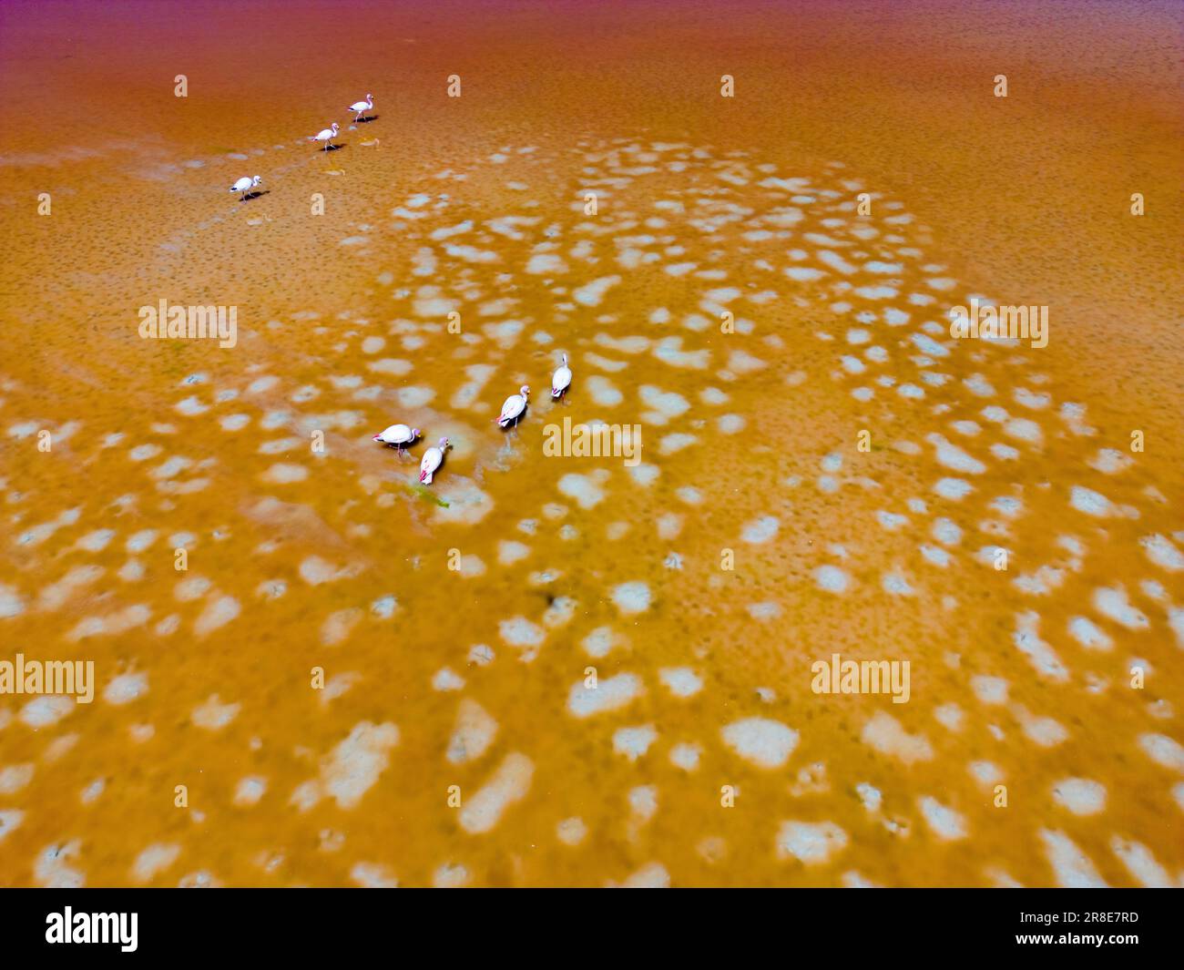 Aerial view of flamingos in the colorful Laguna Colorada in the remote ...