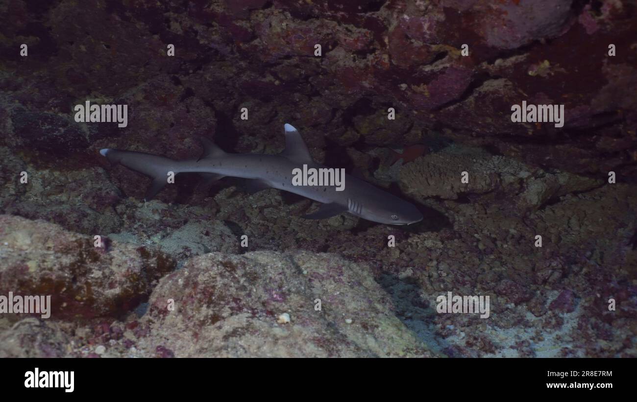 Shark in cave hi-res stock photography and images - Alamy
