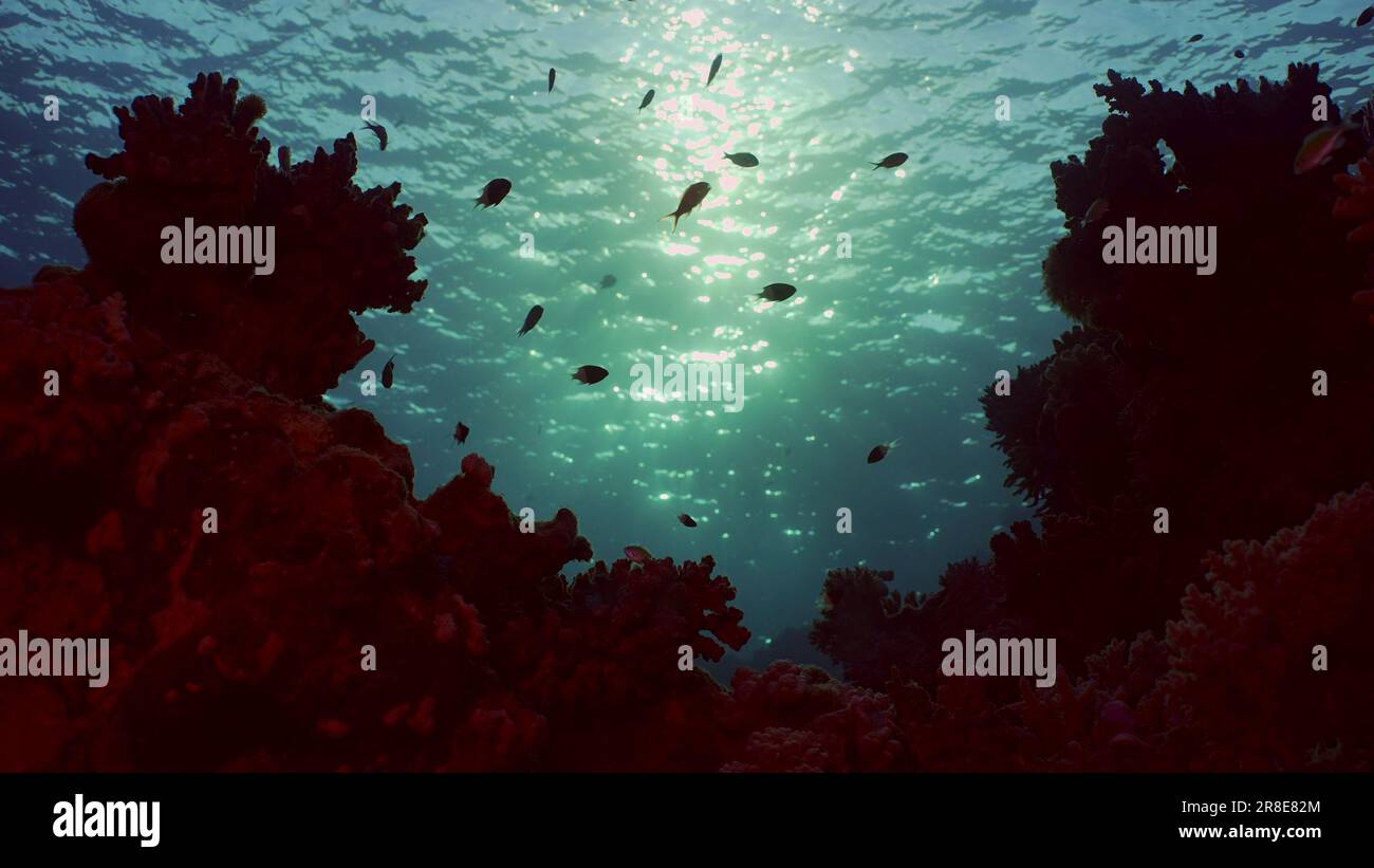 Silhouettes of tropical fish swims next to coral reef on surface water ...