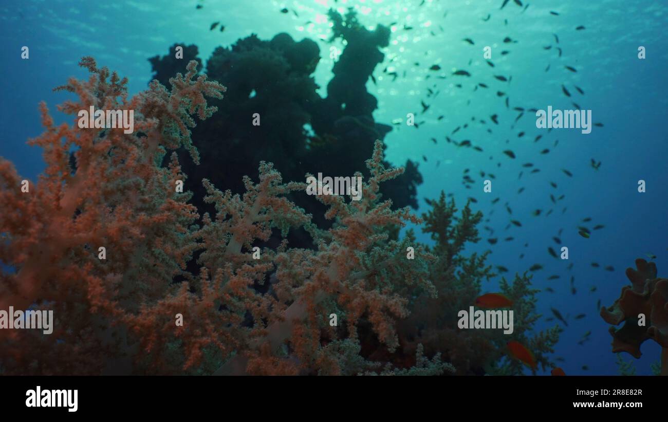 Silhouettes of tropical fish swims next to coral reef on surface water ...