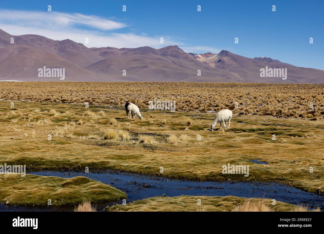 Alpacas grazing at a creek; Traveling the picturesque lagoon route ...