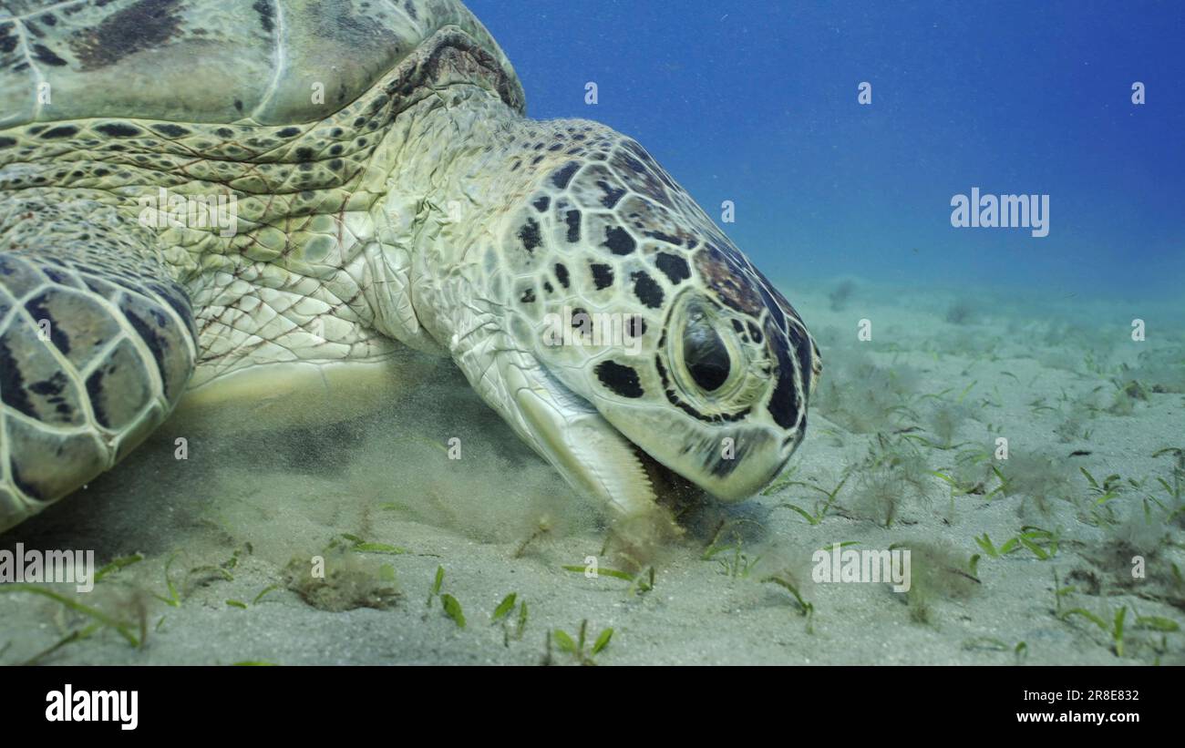 Sea turtle grazing on the seaseabed, slow motion. Great Green Sea ...