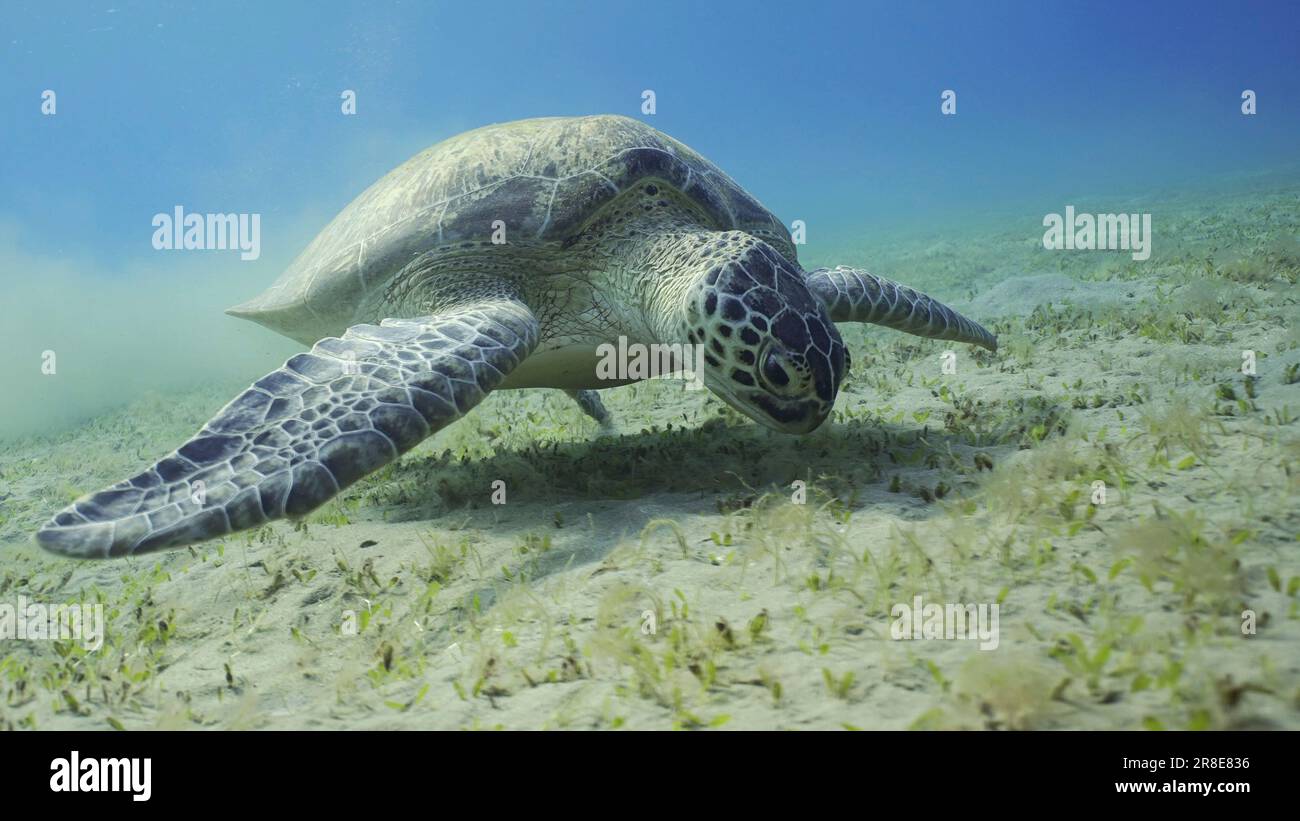 Big sea turtle eating algae hi-res stock photography and images - Alamy