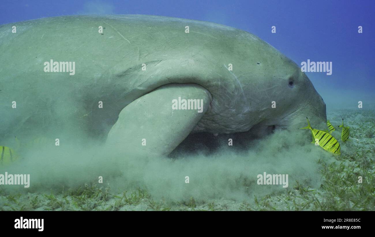Sea Cow eating algae on seagrass meadow. Dugong (Dugong dugon ...