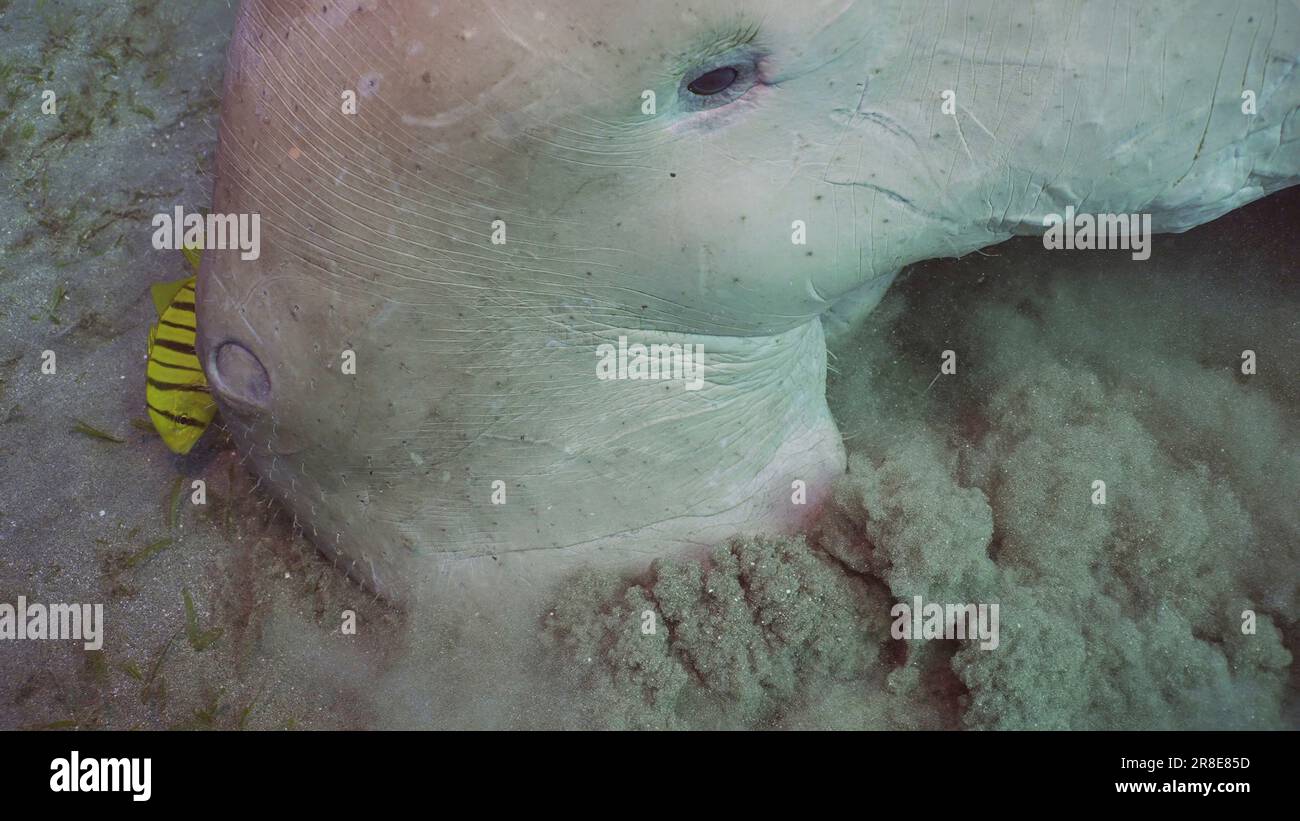 Top view of Dugong or Sea Cow (Dugong dugon) accompanied by school of ...