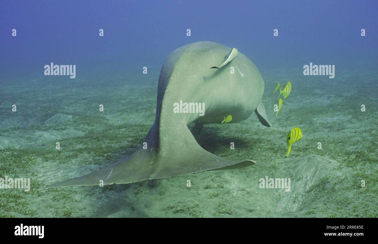 Dugong floats away. Sea Cow or Dugong (Dugong dugon) with Remorafish on ...