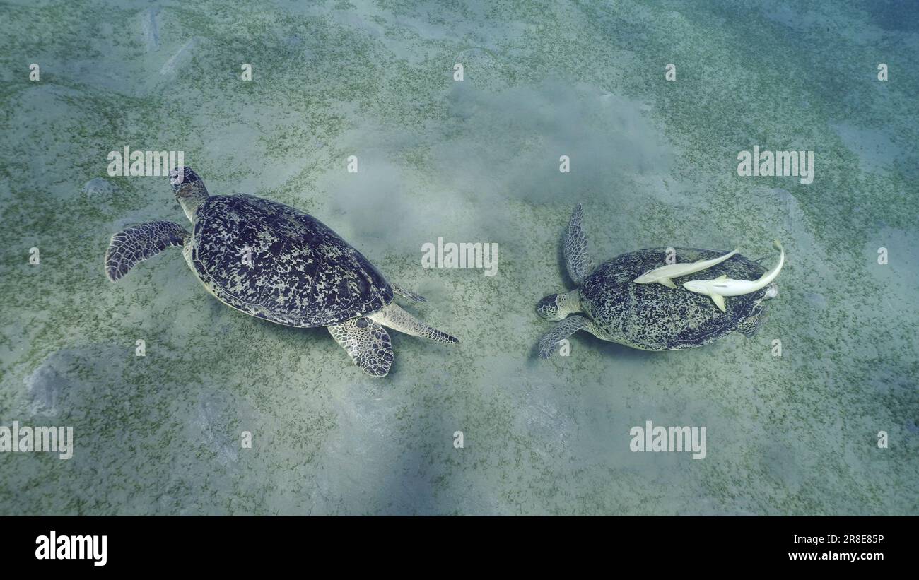 Two Sea turtles graze on the seabed eating green algae. Two Great Green ...