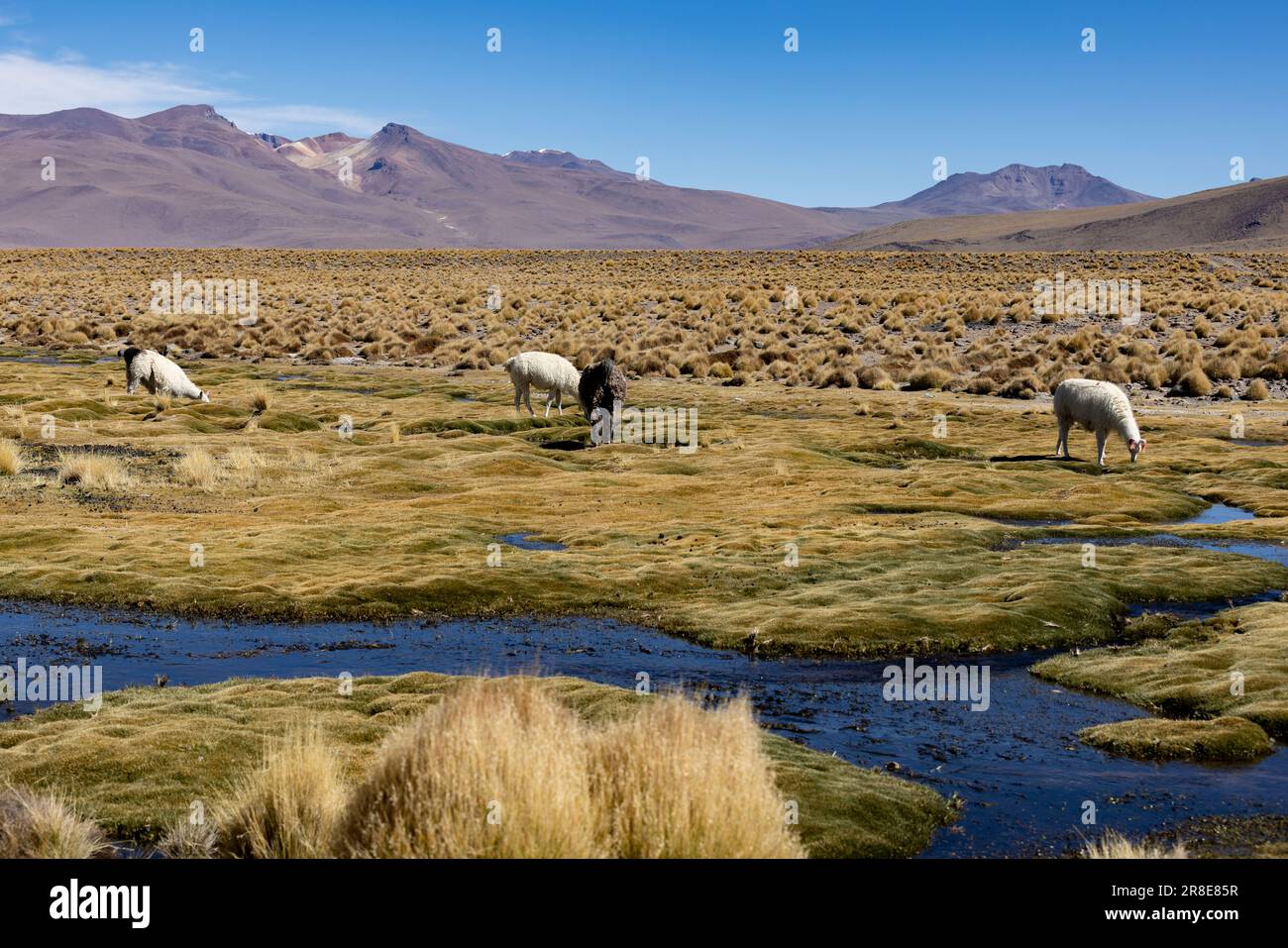 Alpacas grazing at a creek; Traveling the picturesque lagoon route ...