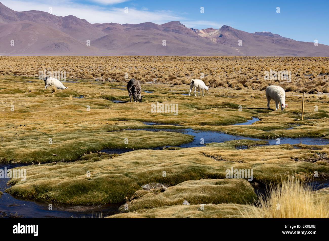 Alpacas grazing at a creek; Traveling the picturesque lagoon route ...