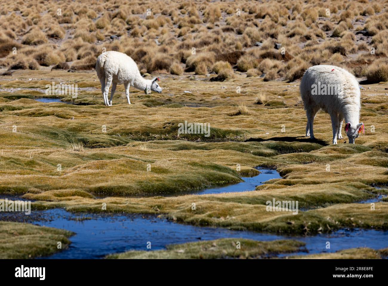 Alpacas grazing at a creek; Traveling the picturesque lagoon route ...
