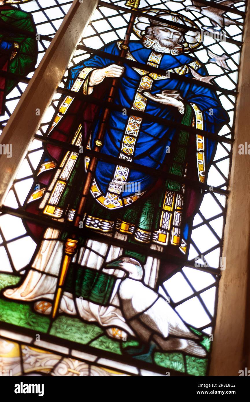 St Cuthbert and Eider duck depicted on the Viscount Grey Window, St ...