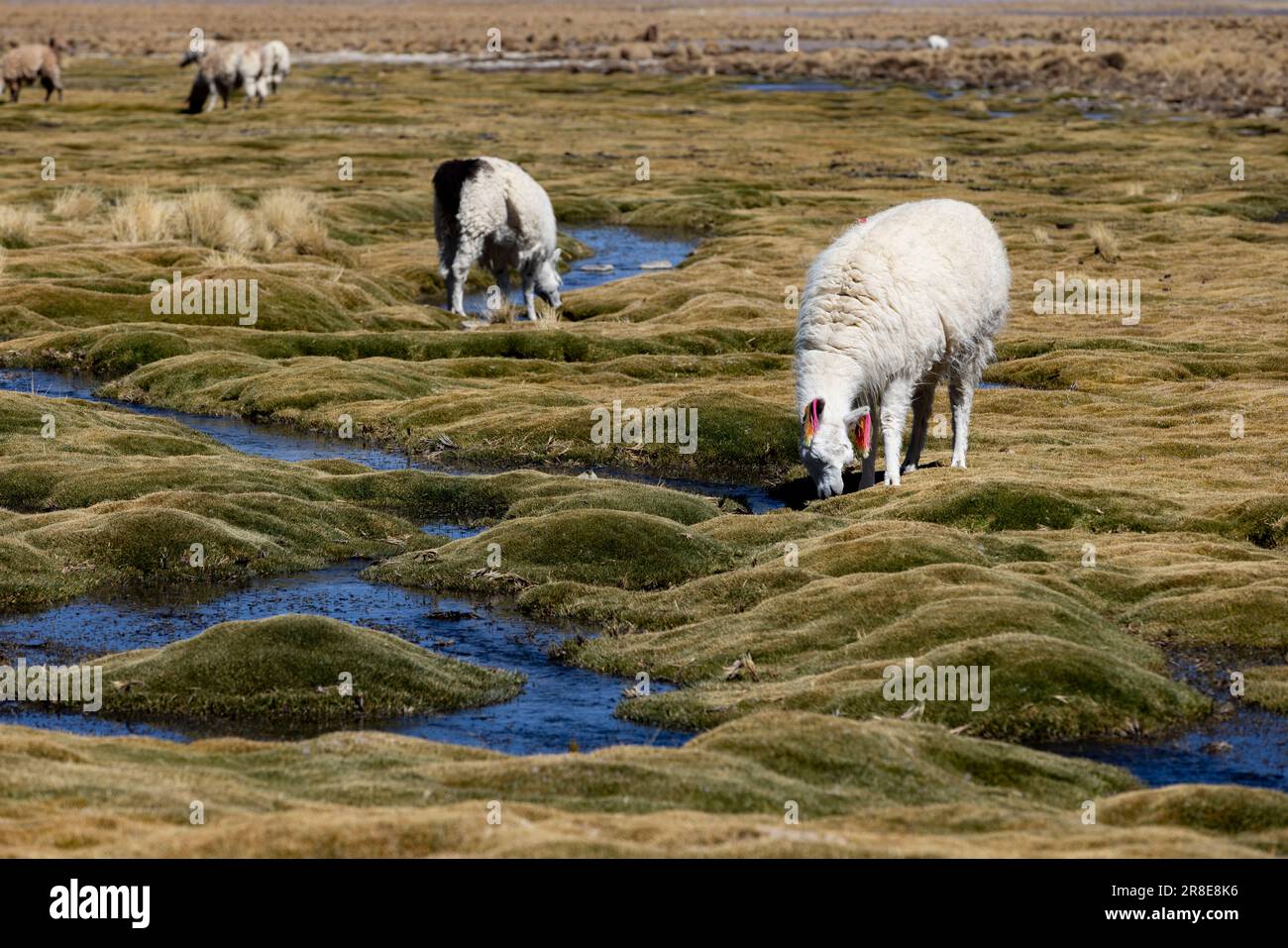Alpacas grazing at a creek; Traveling the picturesque lagoon route ...