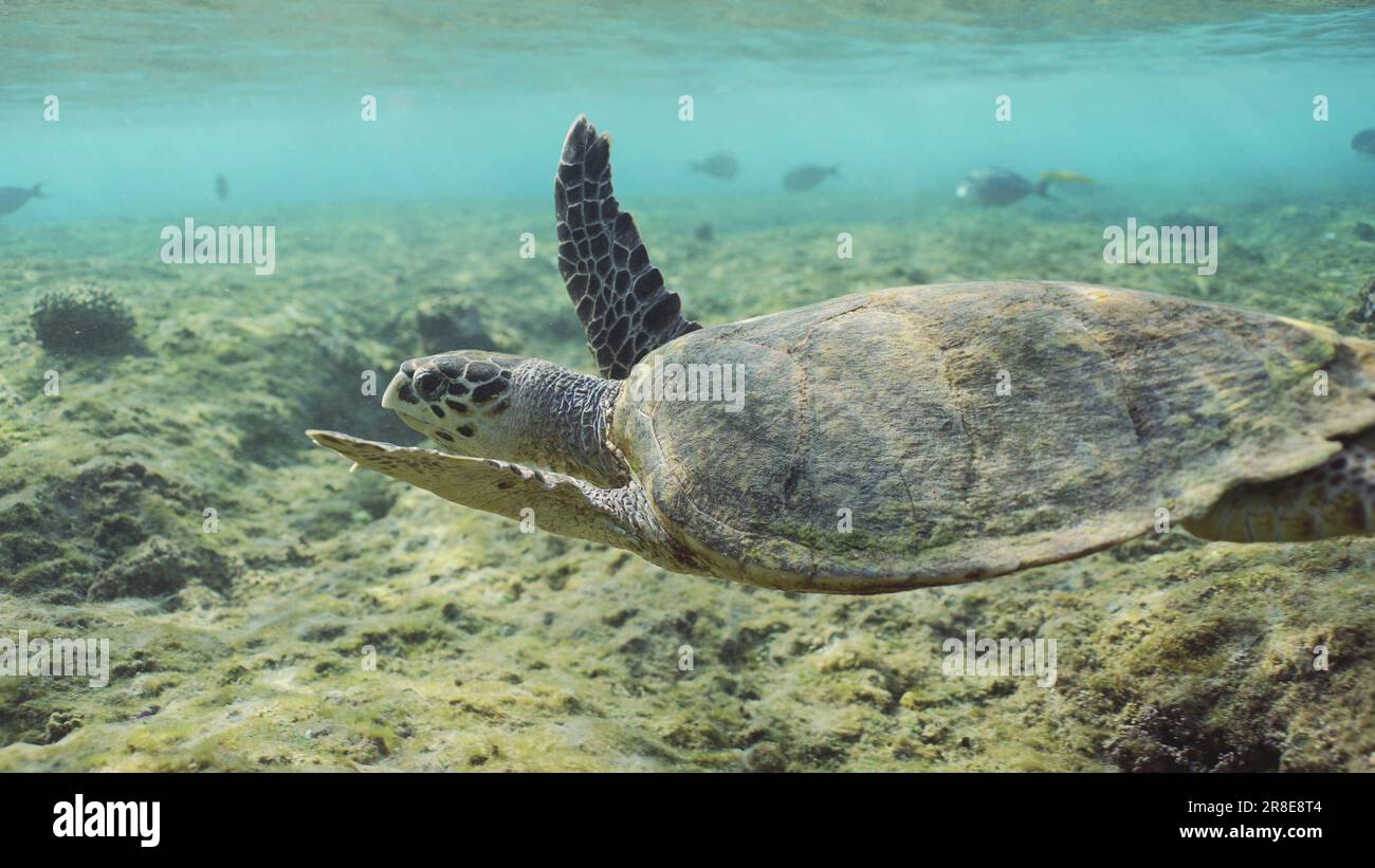 Red Sea, Egypt. 17th June, 2023. Hawksbill Sea Turtle or Bissa ...