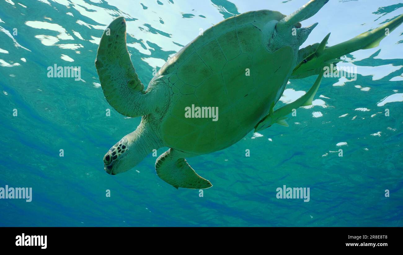 Red Sea, Egypt. 17th June, 2023. Great Green Sea Turtle (Chelonia mydas ...
