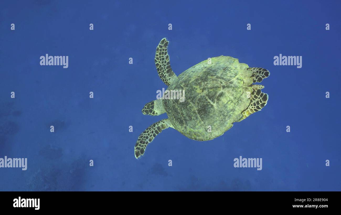 Red Sea, Egypt. 17th June, 2023. Hawksbill Sea Turtle or Bissa ...