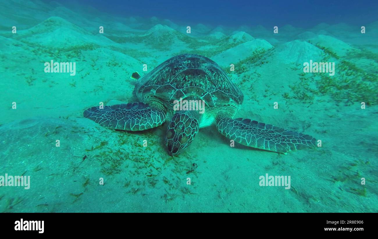 Red Sea, Egypt. 17th June, 2023. Sea turtle grazing on the seaseabed ...