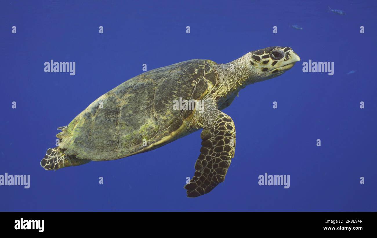 Red Sea, Egypt. 17th June, 2023. Hawksbill Sea Turtle or Bissa ...