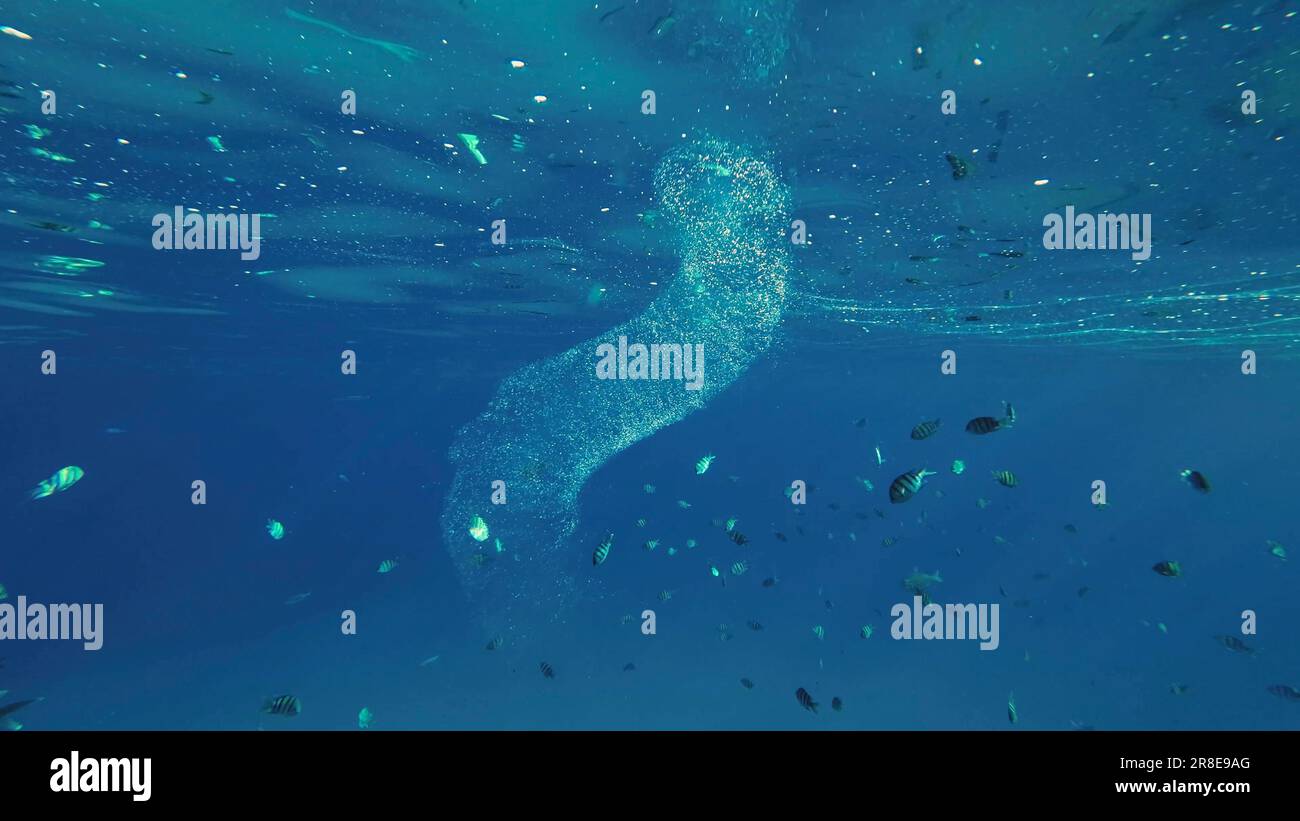 Red Sea, Egypt. 17th June, 2023. Colonial Pyrosoma Tunicates drifts ...