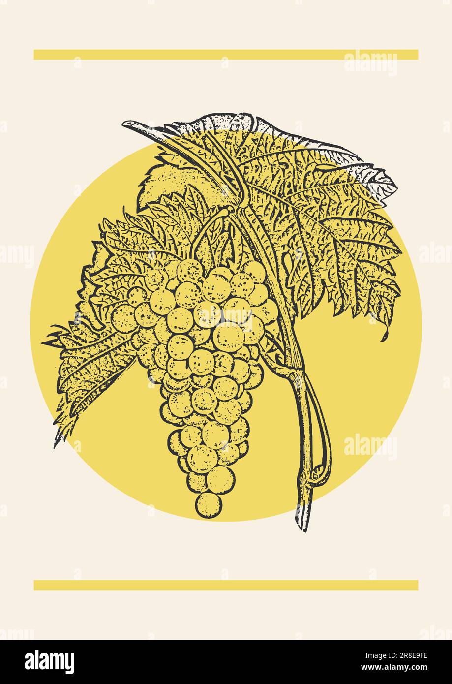 Grape bunch sketch illustration yellow poster. Botanical art in ...