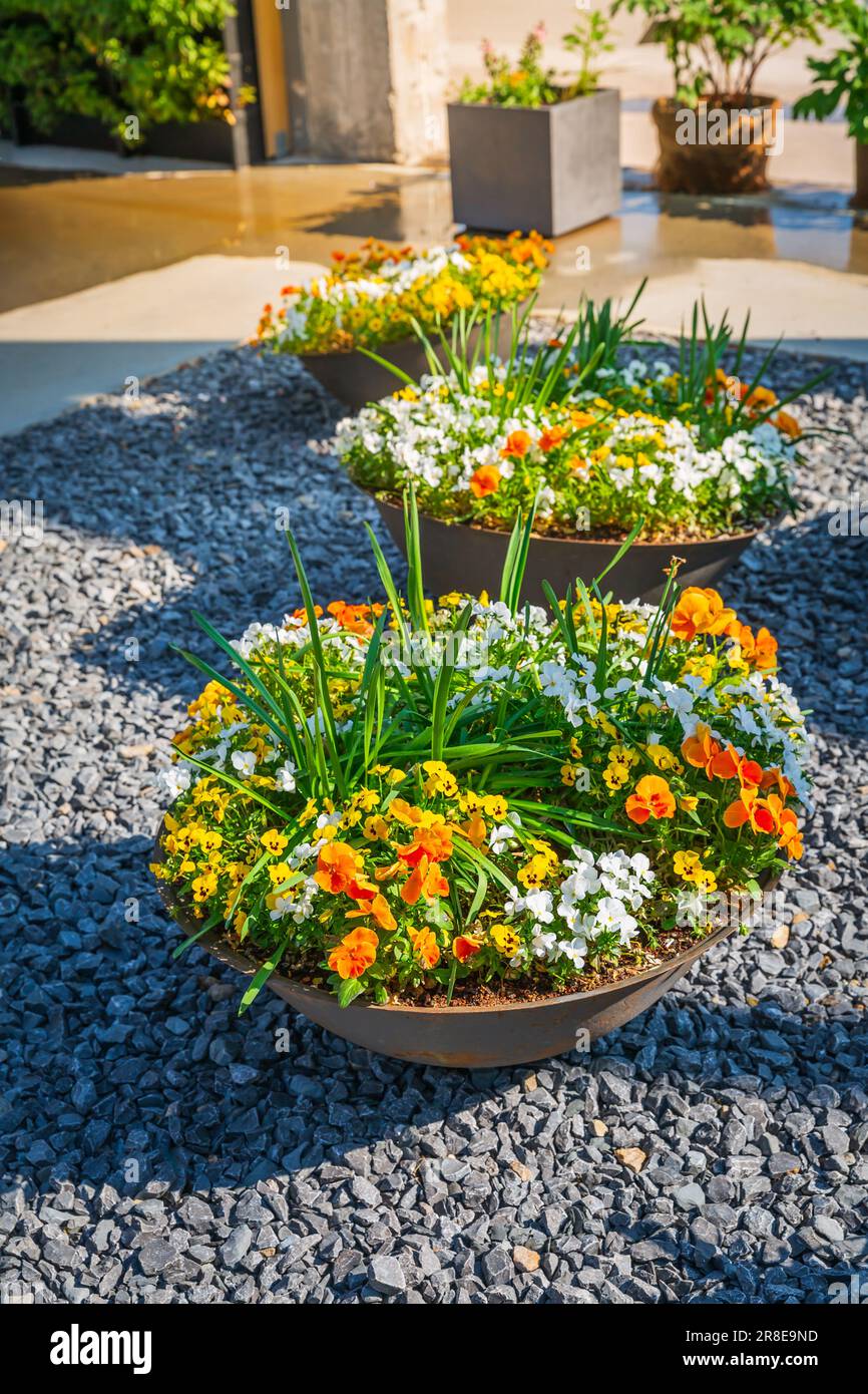 Beautiful Potted Plants