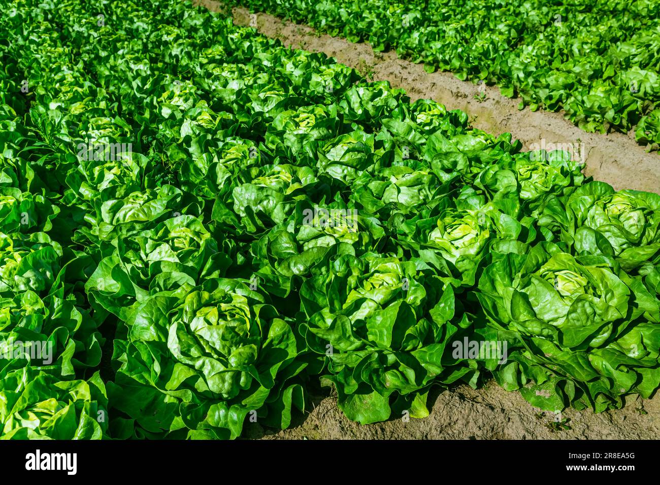 Agricultural field with rows of lettuce plants, rural landscape ...
