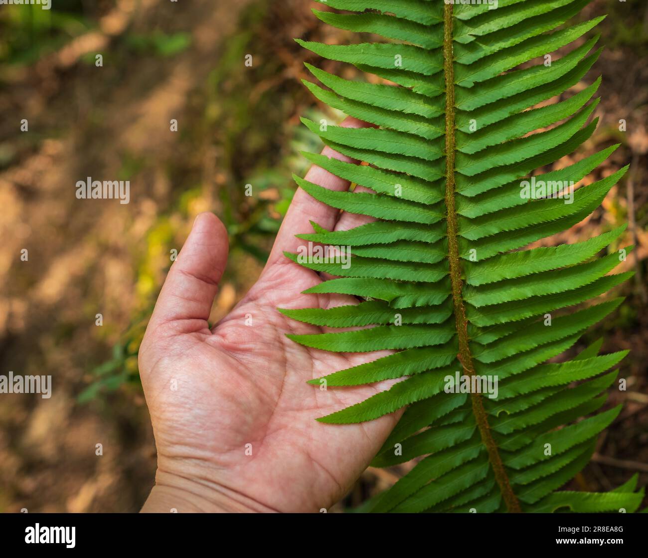 Hand touching green forest fern leaf. Close up of explorer hand in ...