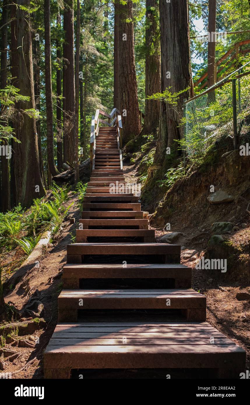 Eco path wooden walkway steps or stairs in the forest. Ecological trail ...