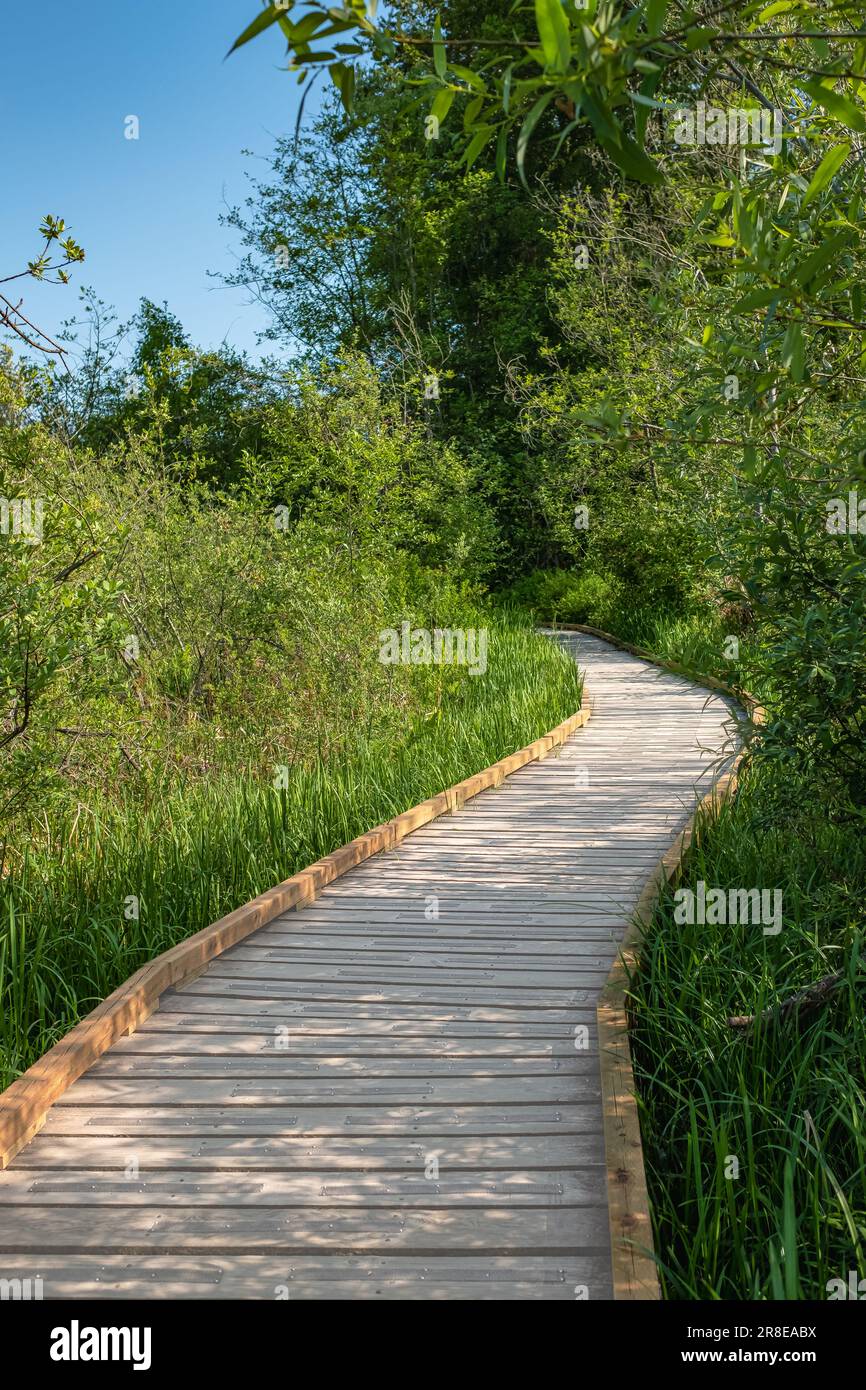 Wooden path in a forest. Wooden walkway forest nature, hiking trail in ...