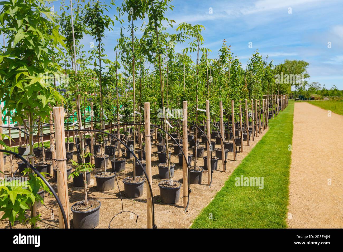 Rows of young trees in plastic pots with water irrigation system, tree ...
