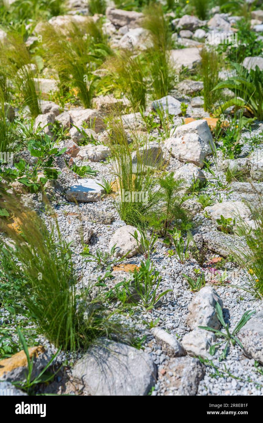 Grasses gravel garden hi-res stock photography and images - Alamy
