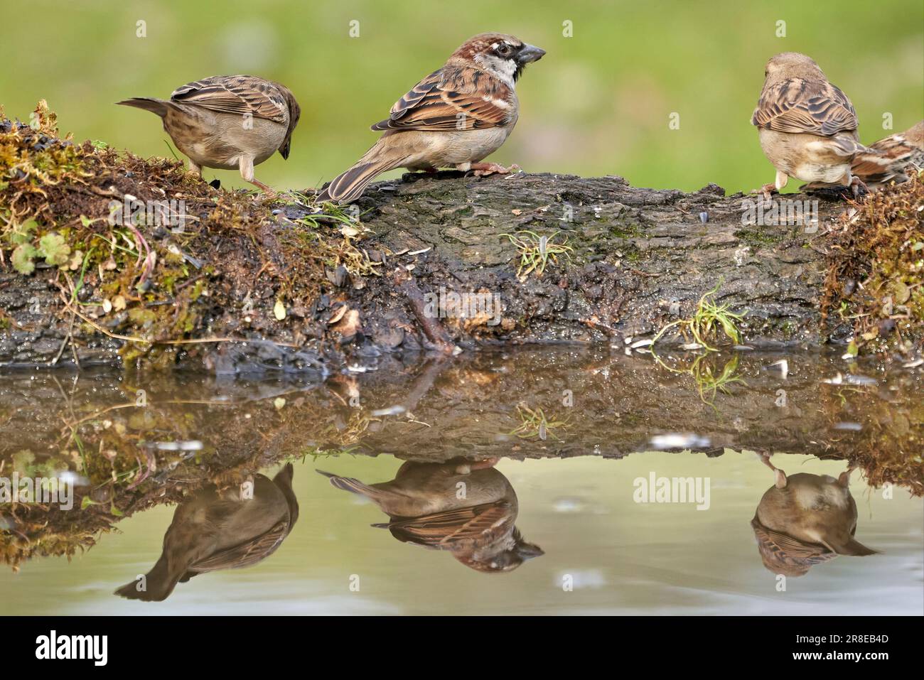 Sparrows chirp hi-res stock photography and images - Alamy