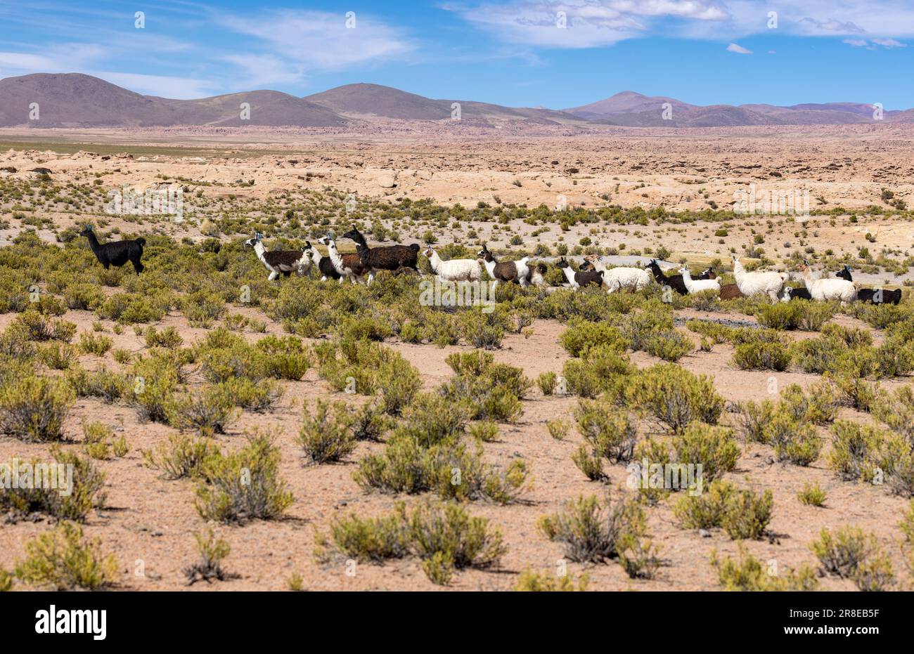 Herd of alpacas in the remote and mountainous Bolivian Altiplano ...