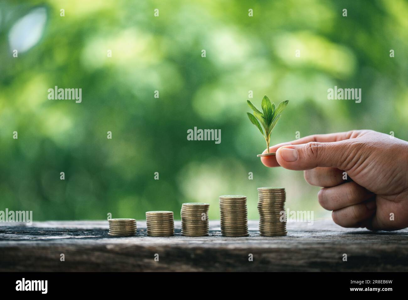The green plant grow on coin stack is a business growth concept. The ...