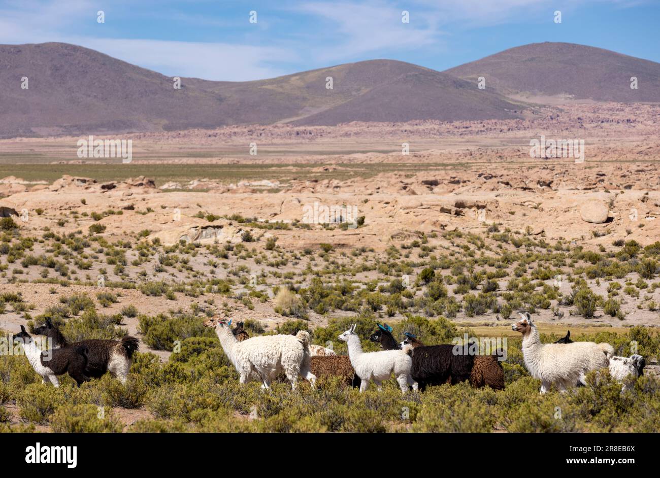 Herd of alpacas in the remote and mountainous Bolivian Altiplano ...