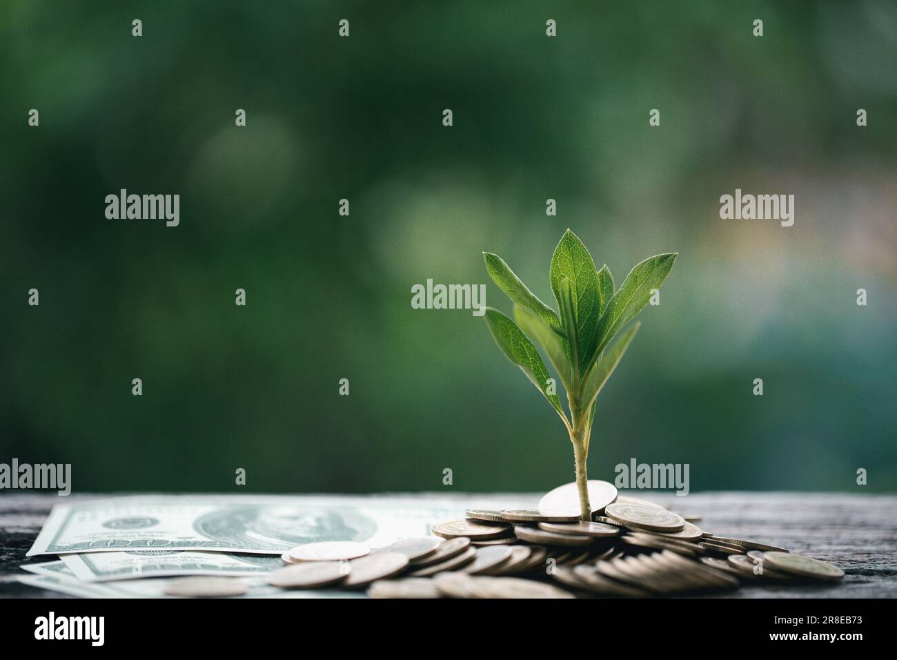 Money and environment business concept growth. The green growth on the ...