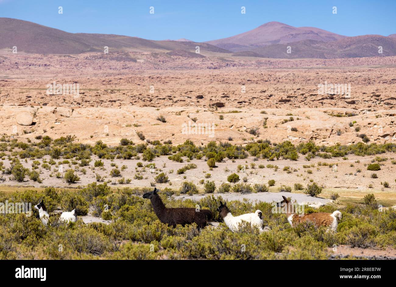 Herd of alpacas in the remote and mountainous Bolivian Altiplano ...