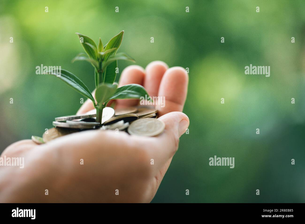 The green plant grow on coin stack is a business growth concept. The ...