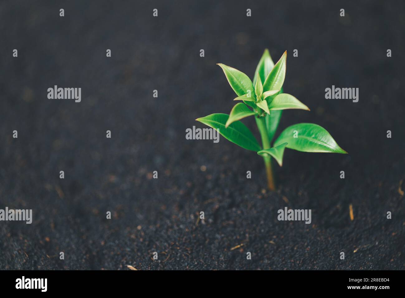 Coin tree growth with soil background. The money plant financial ...